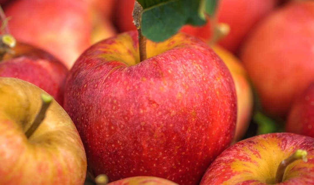 Comienza la temporada de las manzanas europeas, famosas por su ...