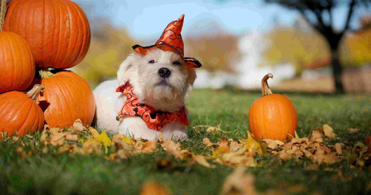 Animal Poison Control Center (APCC) en Estados Unidos archivos ...